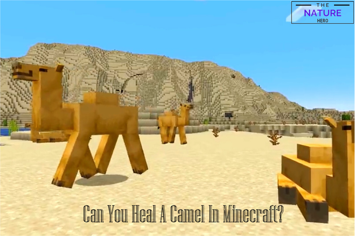 How To Heal A Camel In Minecraft? - The Nature Hero