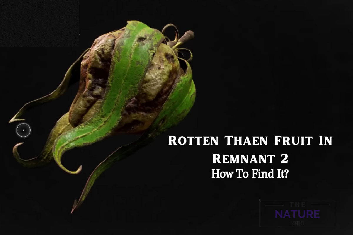 Rotten Thaen Fruit In Remnant 2: How To Find It? - The Nature Hero