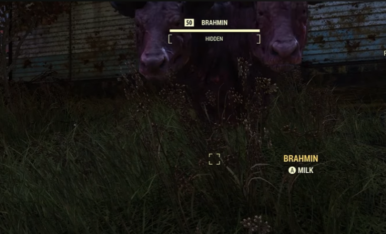 How To Milk Brahmin In Fallout 76? Event Guide - The Nature Hero